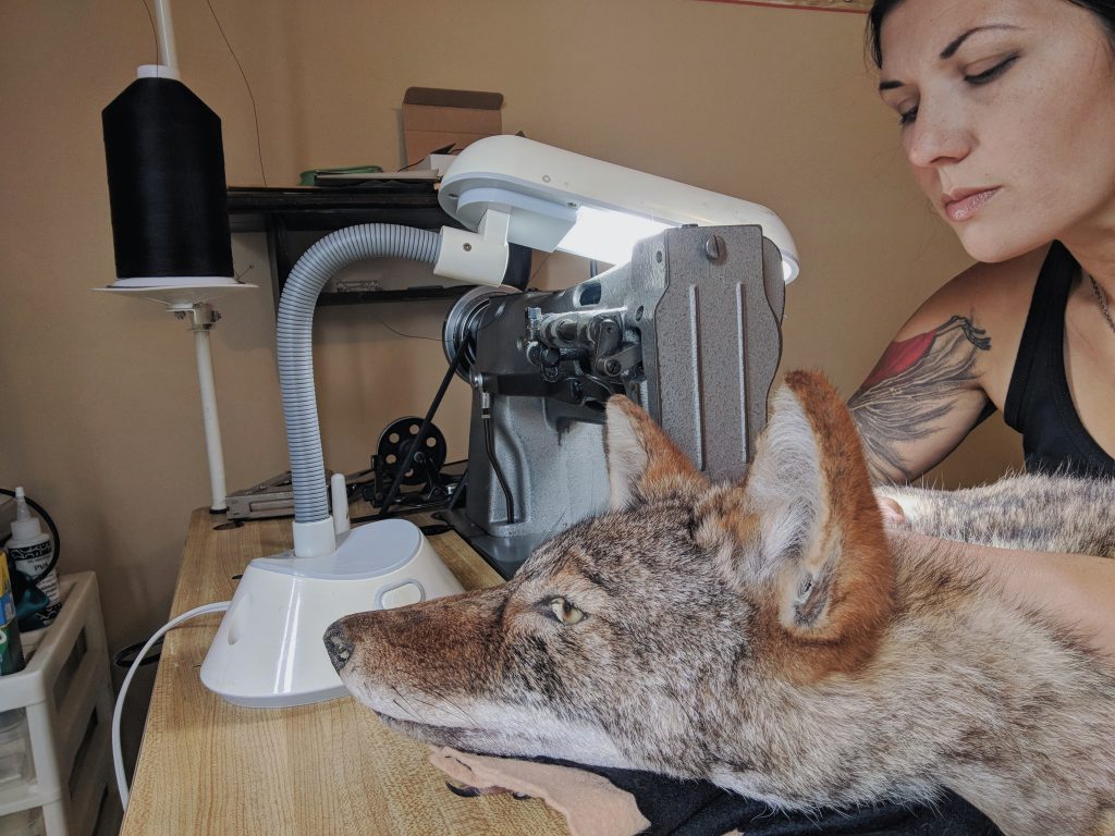 Skull Cleaning, Skull Repair, Metalizing Services - Dermestidarium