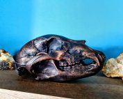 Skull Cleaning, Skull Repair, Metalizing Services - Dermestidarium